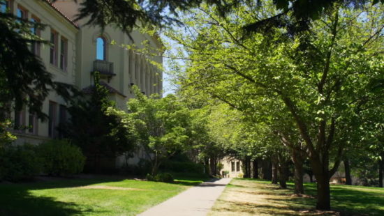 Common Problems Associated Growing Trees Near Buildings - The ...