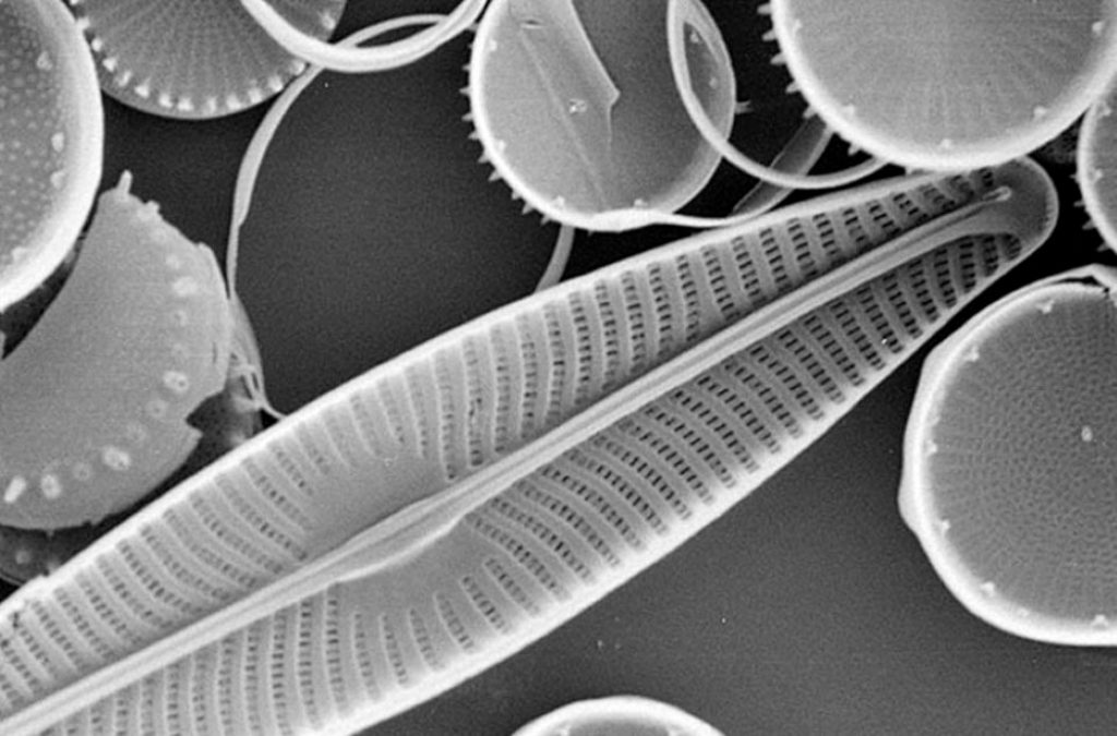 Organic Shape Inspired Lamp "Navicula" By David Trubridge. - The ...