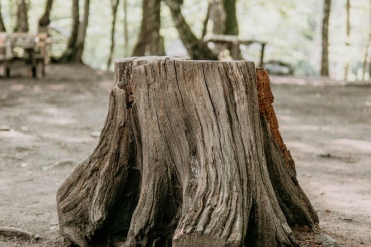 6 Benefits of Stump Grinding - The Architects Diary