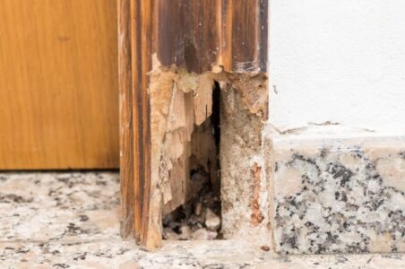 Protecting Your Home from Subterranean Termites - The Architects Diary