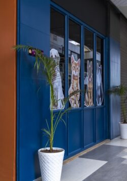 Fur Family Haven: A Pet Shop and Clinic with Strikingly Playful Design ...