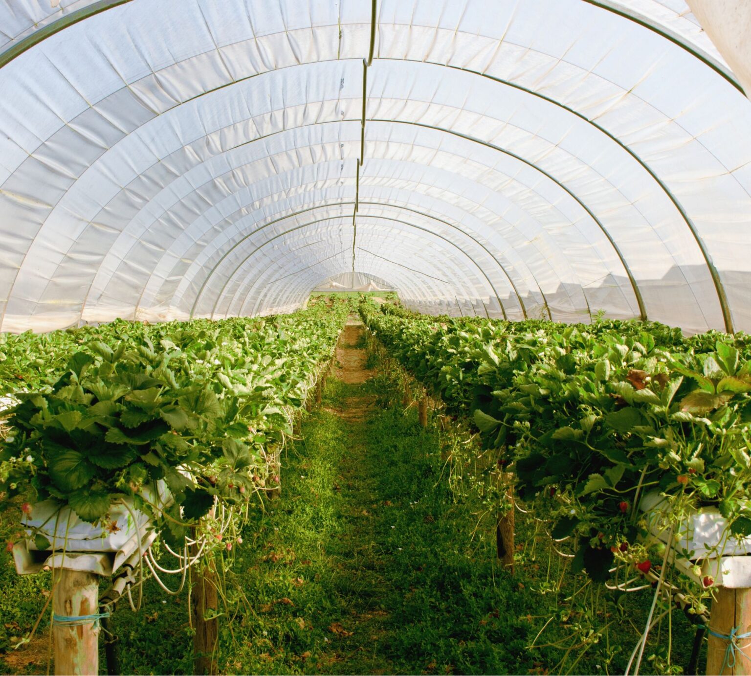 How Do We Reduce Greenhouse Gases? - The Architects Diary