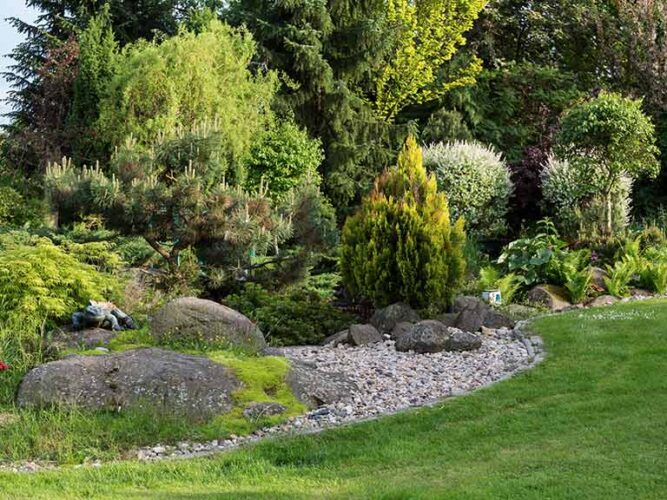 how to grow conifers - The Architects Diary how to grow conifers - The Architects Diary