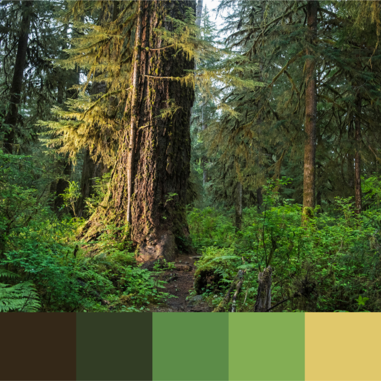 Indian Colour Palette: Unveiling the Spirit of a Diverse Culture