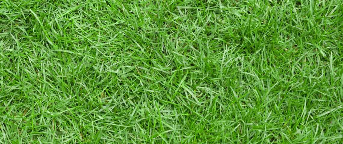 Grass Varieties For Lawn: 15 Types For Your Beautiful Lawns