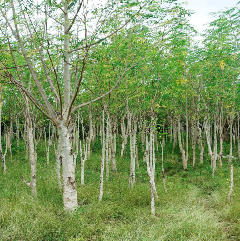 20 Screening Evergreen Trees for Indian Home Landscaping