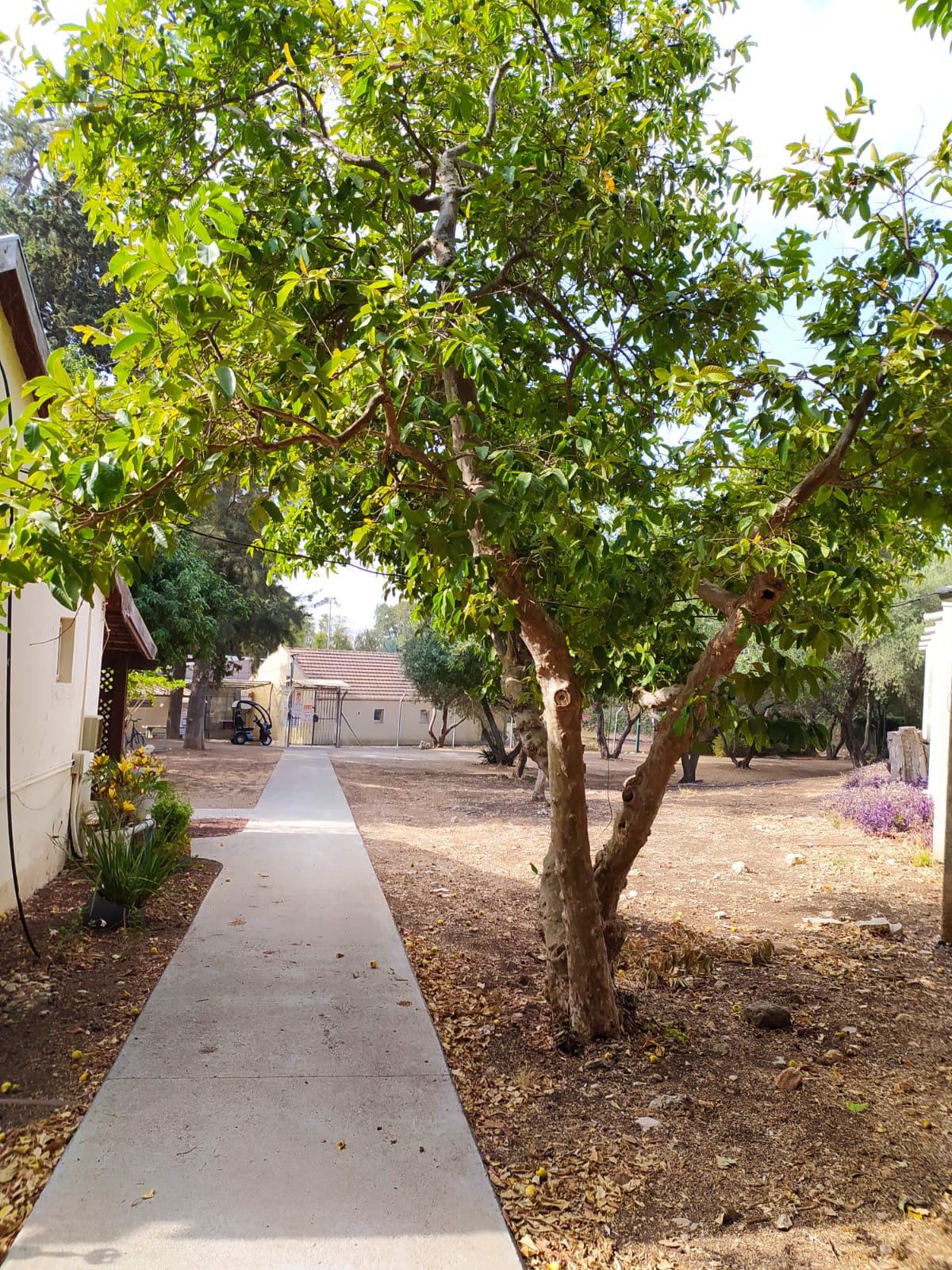 20 Screening Evergreen Trees for Indian Home Landscaping