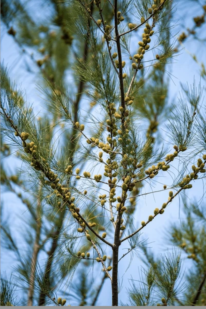 20 Screening Evergreen Trees for Indian Home Landscaping