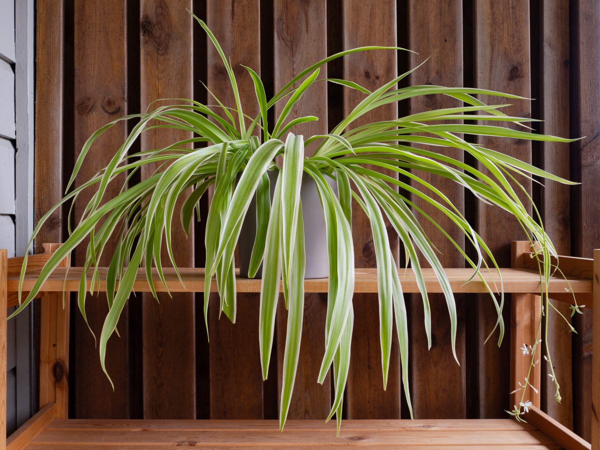 20 Types of Plants for Home Garden to Transform Your Space