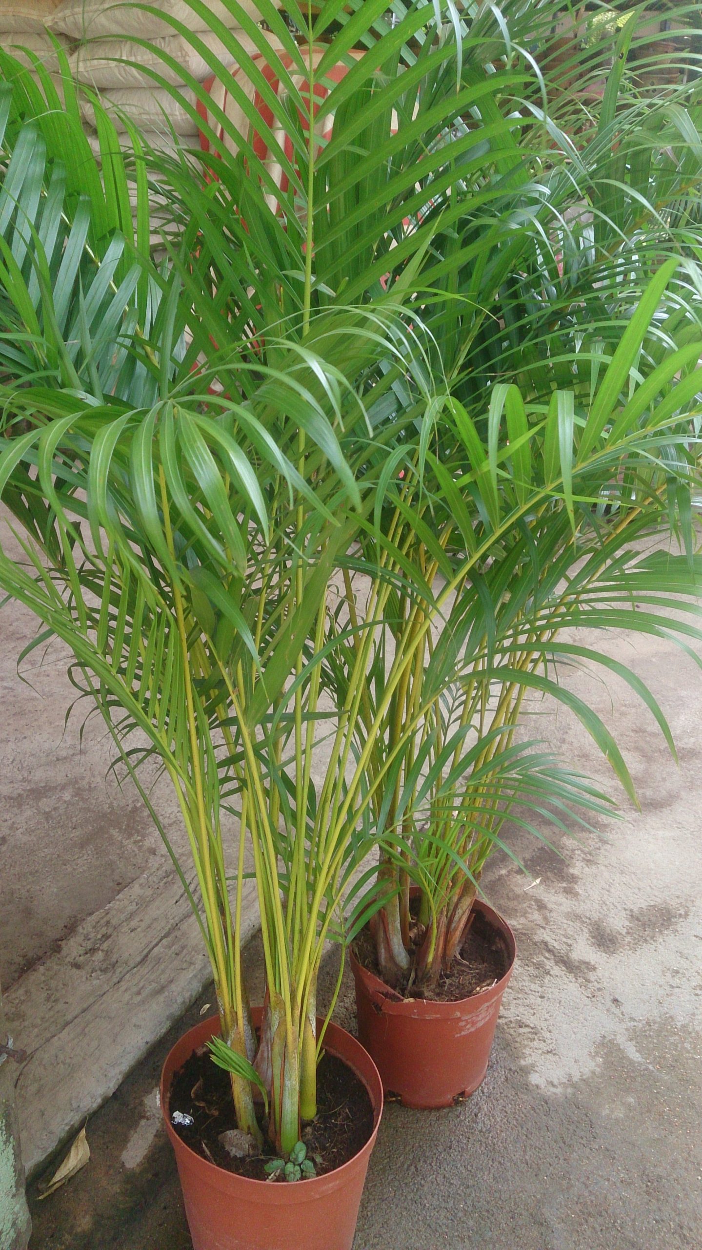 20 Types of Plants for Home Garden to Transform Your Space