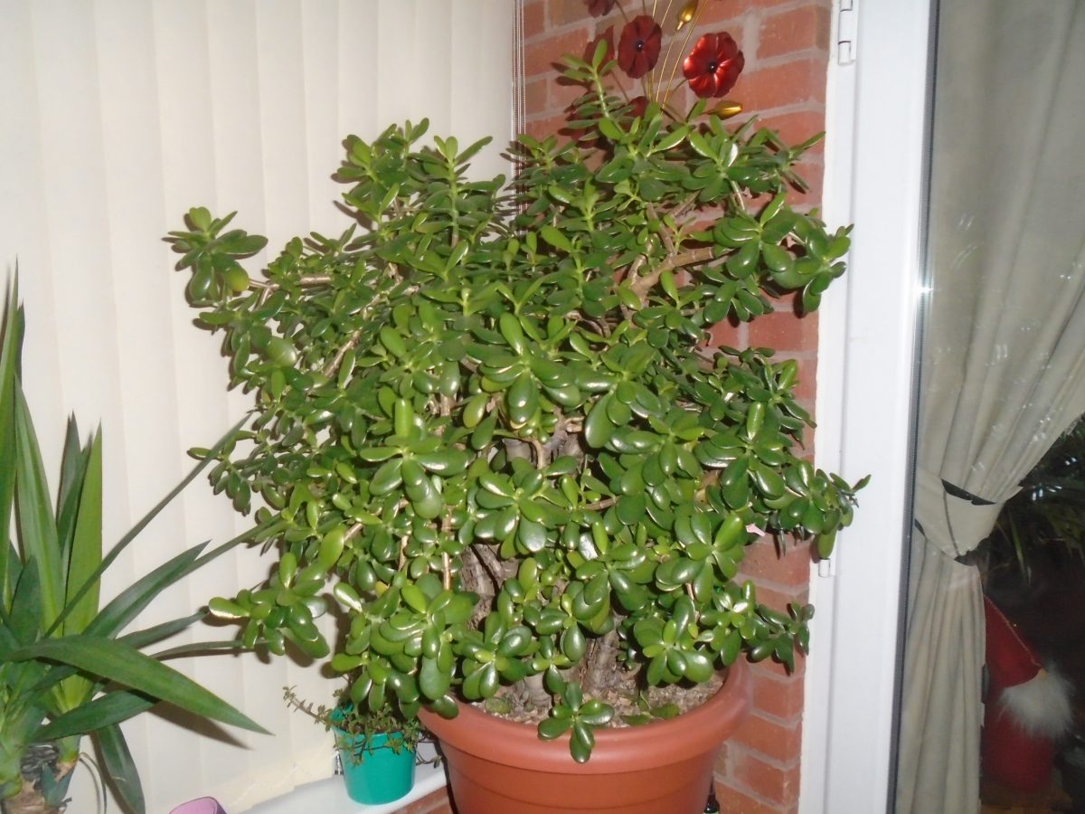 20 Types of Plants for Home Garden to Transform Your Space