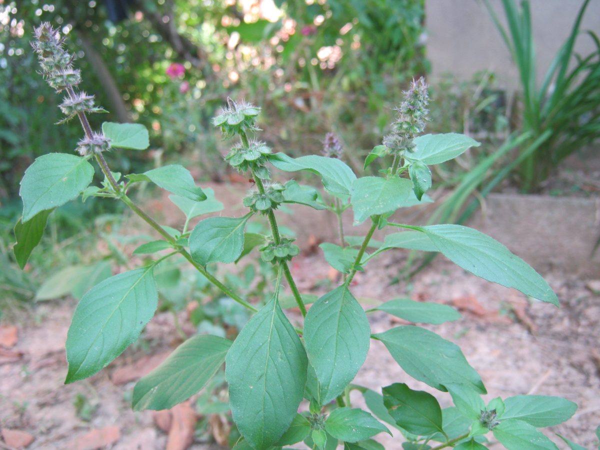 20 Types of Plants for Home Garden to Transform Your Space