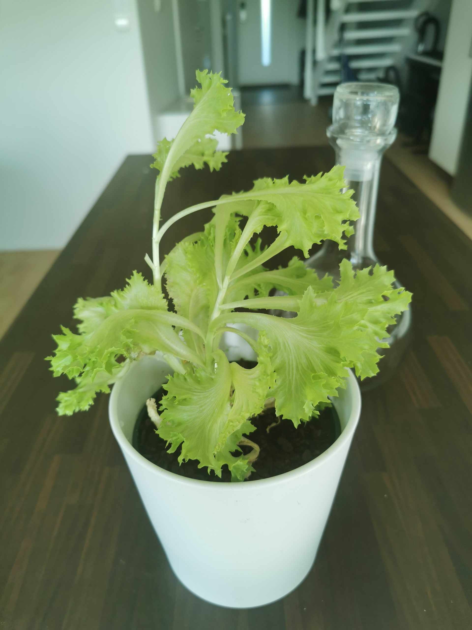 20 Types of Plants for Home Garden to Transform Your Space