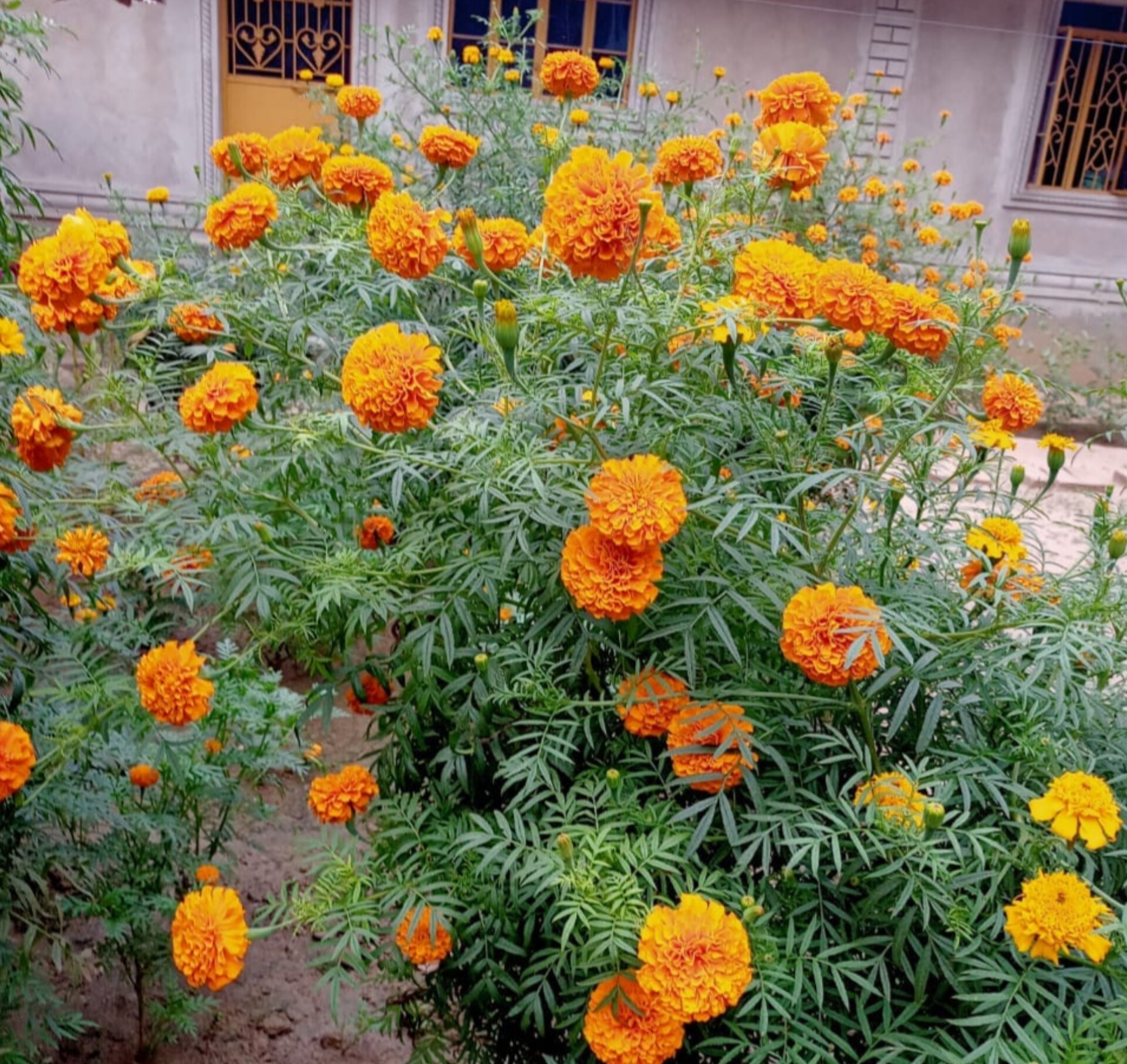 20 Types of Plants for Home Garden to Transform Your Space